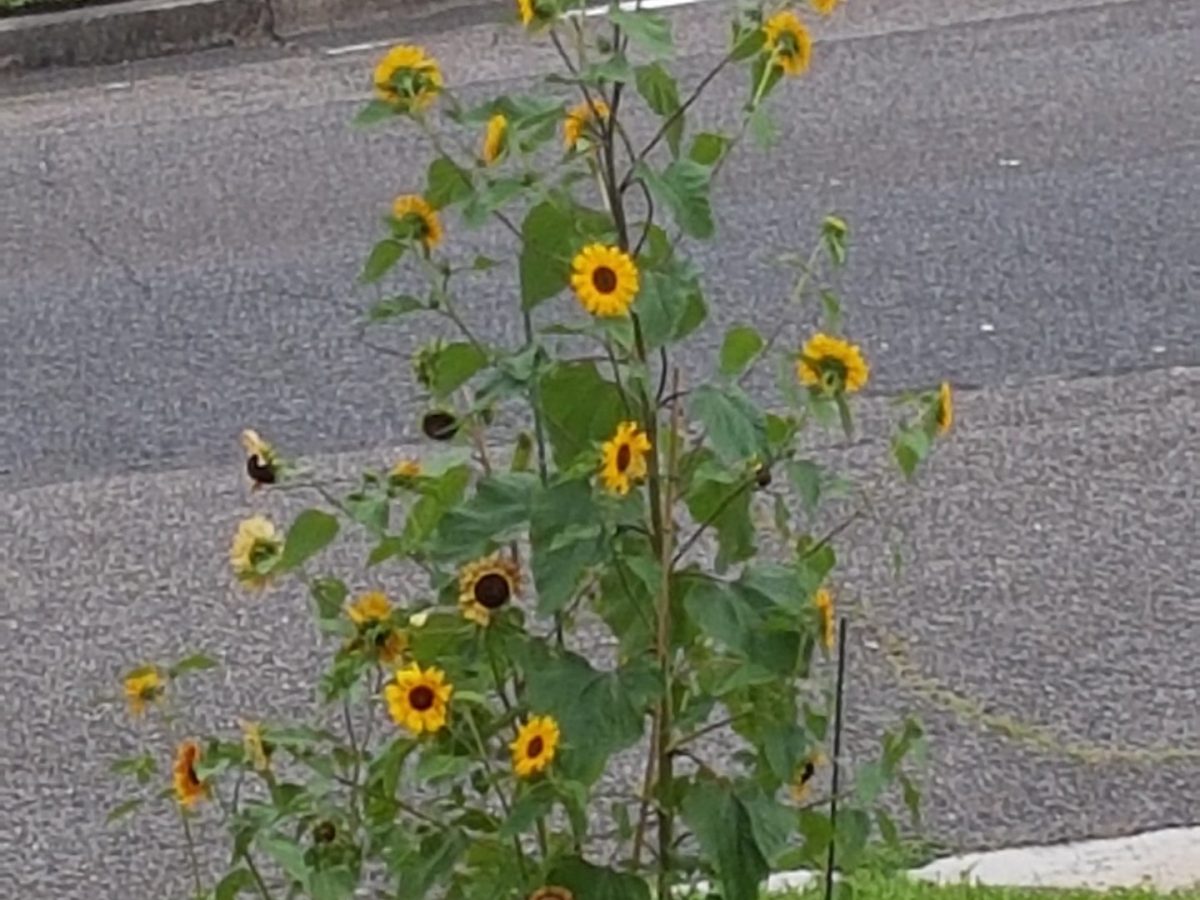 Sunflowers and hope | Australian Coastal Society