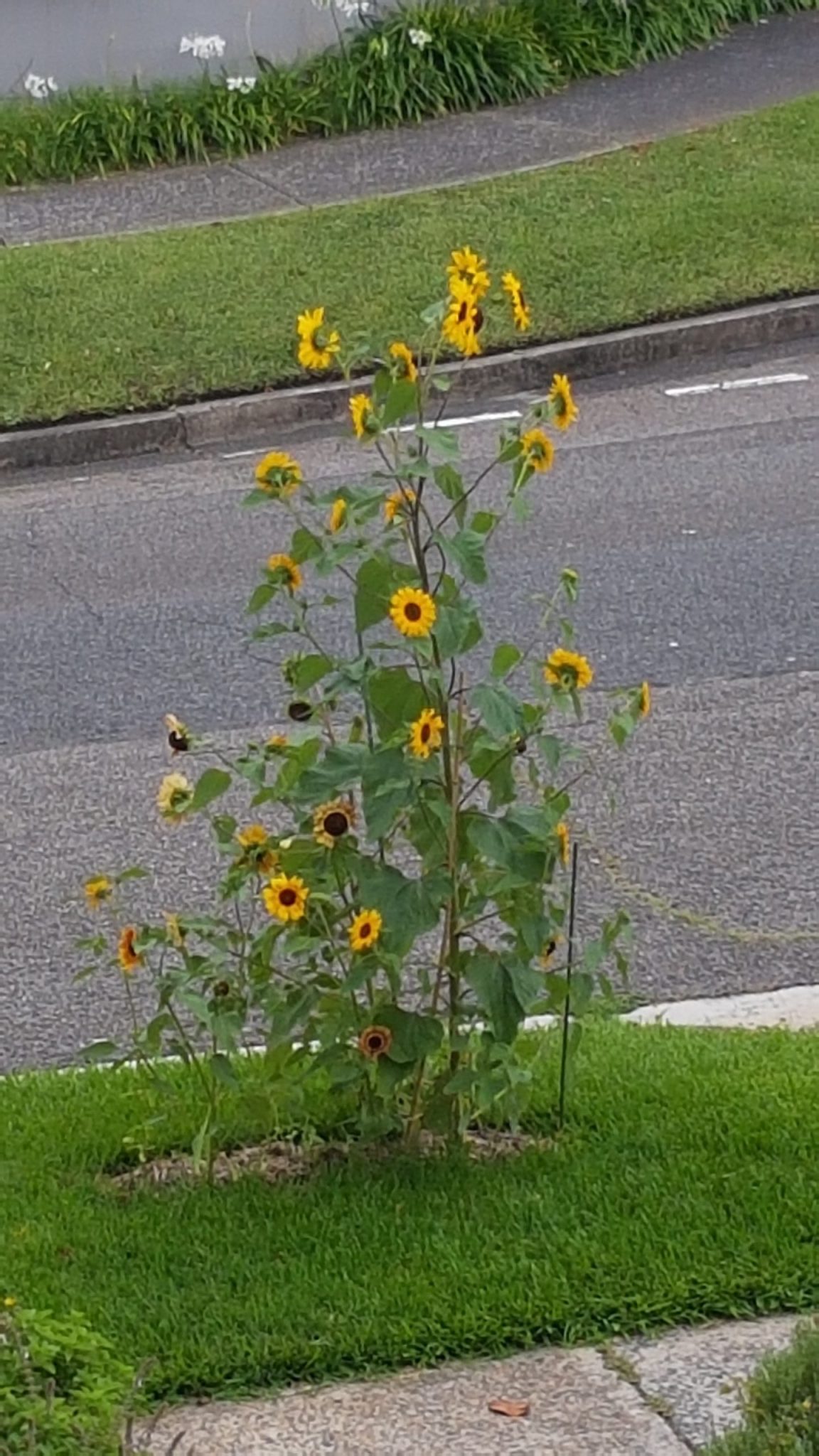Sunflowers and hope | Australian Coastal Society