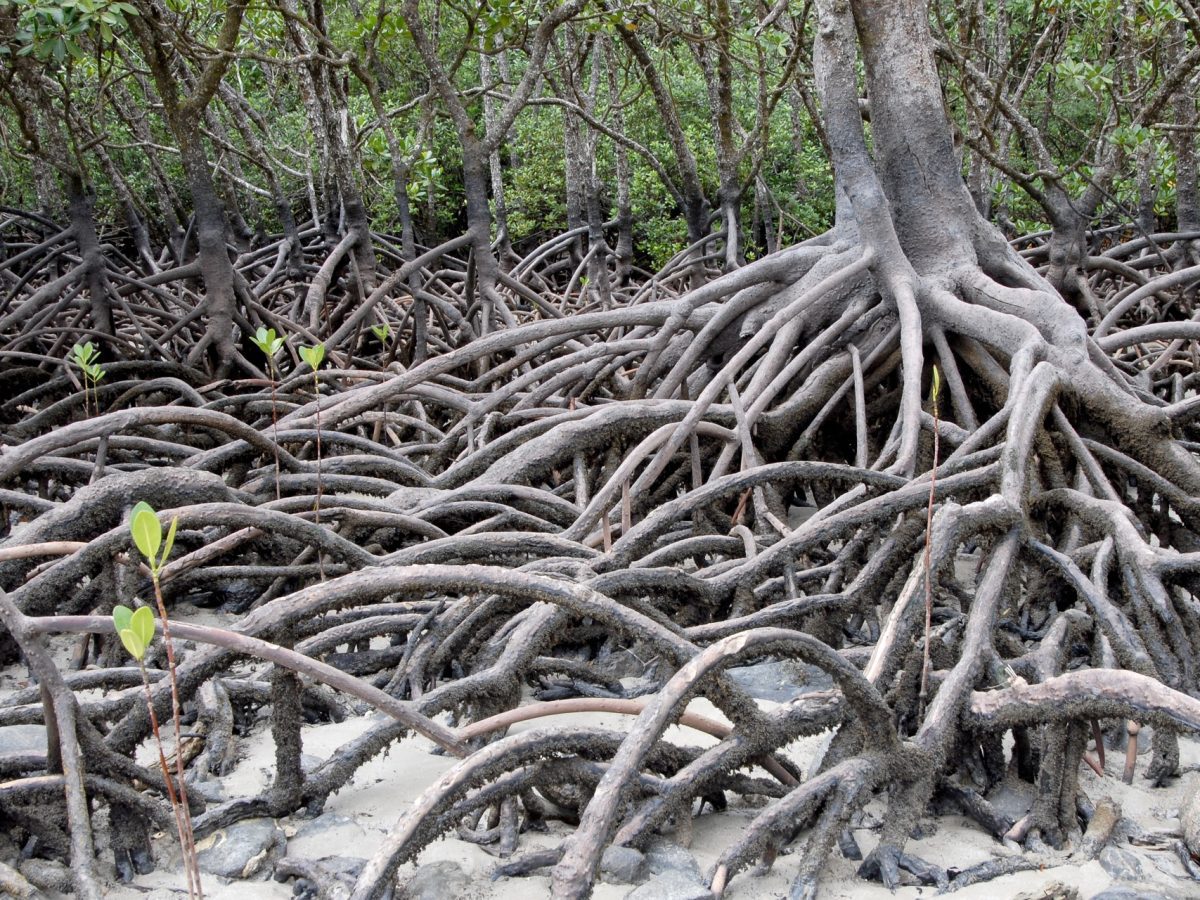 Mangroves from a Geomorphologist Perspective | Australian Coastal Society